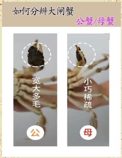 大闸蟹什么时候吃最好_大闸蟹公蟹母蟹哪个季节最肥-第1张图片-山城妙识 大闸蟹什么时候吃最好_大闸蟹公蟹母蟹哪个季节最肥-第1张图片-山城妙识