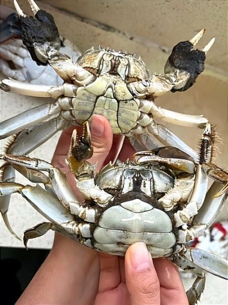 大闸蟹什么时候吃最好_大闸蟹公蟹母蟹哪个季节最肥-第2张图片-山城妙识 大闸蟹什么时候吃最好_大闸蟹公蟹母蟹哪个季节最肥-第2张图片-山城妙识