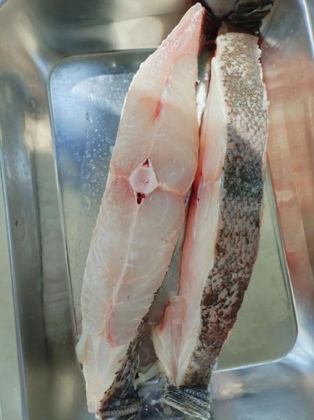 牙片鱼图片大全_牙片鱼是什么鱼-第1张图片-山城妙识