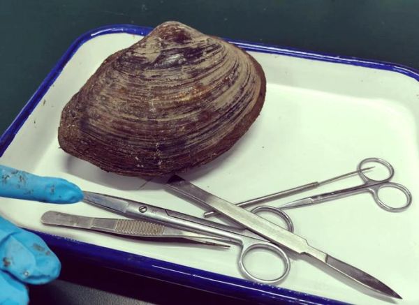 河蚌怎么清洗_河蚌清理内脏图解-第1张图片-山城妙识