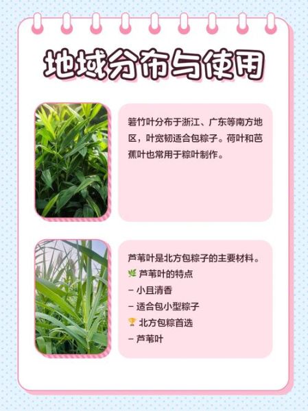 箬叶图片怎么拍_箬叶高清图哪里找-第2张图片-山城妙识