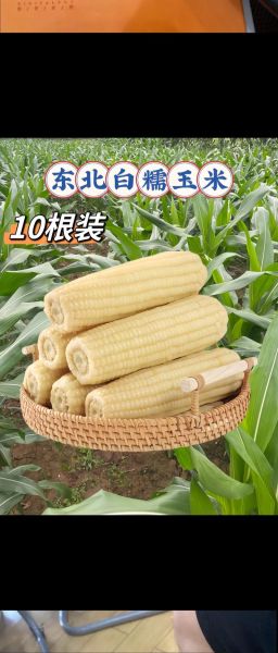 糯玉米哪个品种最好吃_排名第一的糯玉米品种-第1张图片-山城妙识
