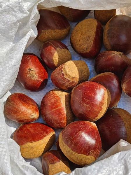 栗子有什么营养价值_吃栗子会发胖吗-第1张图片-山城妙识 栗子有什么营养价值_吃栗子会发胖吗-第1张图片-山城妙识