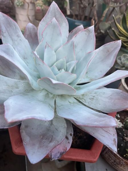 广寒宫多肉怎么养_广寒宫多肉徒长怎么办-第1张图片-山城妙识