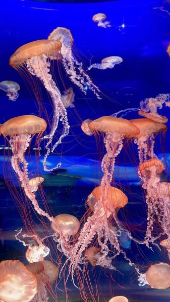 水母图片唯美_如何拍出梦幻感-第1张图片-山城妙识