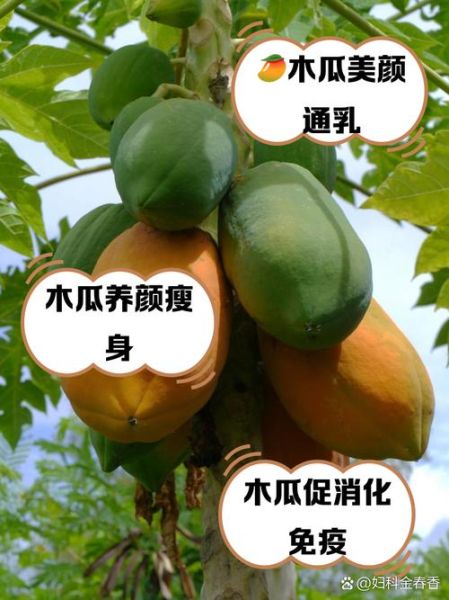 木瓜丰胸真的有用吗_木瓜怎么吃才丰胸-第2张图片-山城妙识