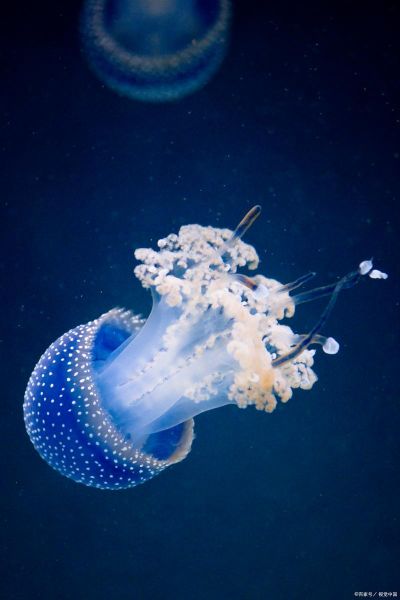 灯塔水母可以吃吗_灯塔水母毒性有多强-第1张图片-山城妙识