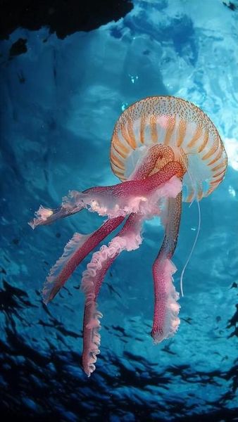 灯塔水母可以吃吗_灯塔水母毒性有多强-第2张图片-山城妙识