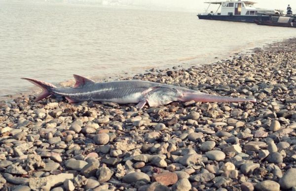 白鲟灭绝了吗_白鲟为什么灭绝-第2张图片-山城妙识