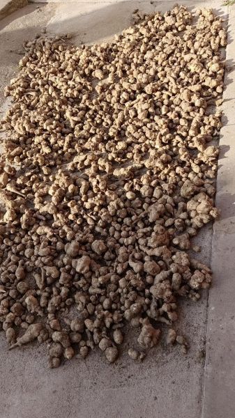 洋生姜怎么腌制好吃_洋生姜腌制方法大全-第3张图片-山城妙识