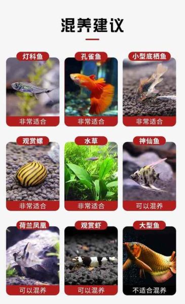 红绿灯鱼怎么养_红绿灯鱼寿命多长-第3张图片-山城妙识 红绿灯鱼怎么养_红绿灯鱼寿命多长-第3张图片-山城妙识