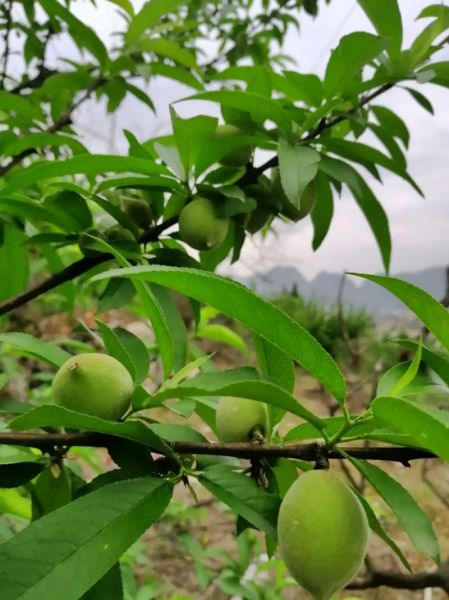 桃子树怎么种_桃子树几年结果-第1张图片-山城妙识