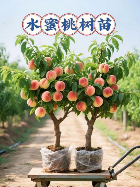 桃子树怎么种_桃子树几年结果-第3张图片-山城妙识