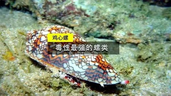 鸡心螺图片_鸡心螺毒性有多强-第3张图片-山城妙识
