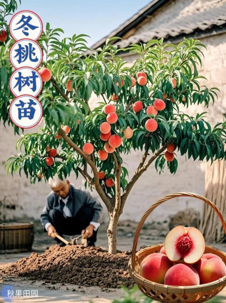 桃子树怎么种_桃子树几年结果-第2张图片-山城妙识