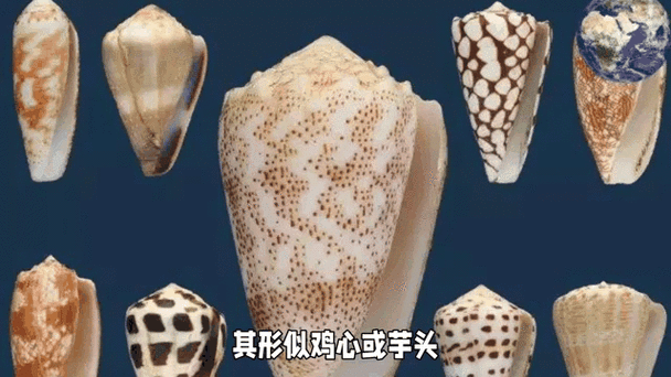 鸡心螺图片_鸡心螺毒性有多强-第2张图片-山城妙识