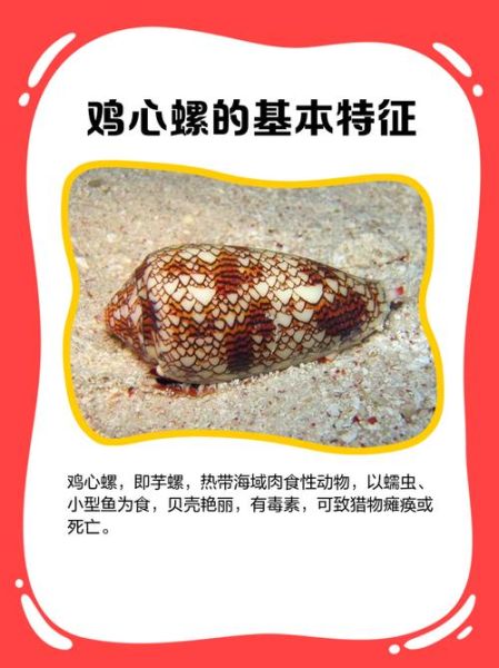 鸡心螺图片_鸡心螺毒性有多强-第1张图片-山城妙识