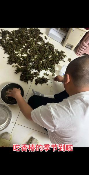 香椿怎么腌制_香椿腌制做法大全-第1张图片-山城妙识