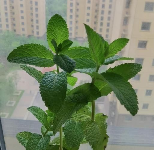 十香菜和薄荷的区别_哪个更适合做菜-第2张图片-山城妙识 十香菜和薄荷的区别_哪个更适合做菜-第2张图片-山城妙识