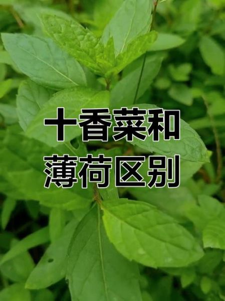 十香菜和薄荷的区别_哪个更适合做菜-第1张图片-山城妙识 十香菜和薄荷的区别_哪个更适合做菜-第1张图片-山城妙识