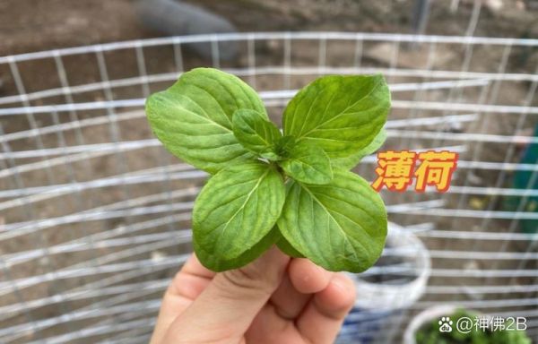十香菜和薄荷的区别_哪个更适合做菜-第3张图片-山城妙识 十香菜和薄荷的区别_哪个更适合做菜-第3张图片-山城妙识