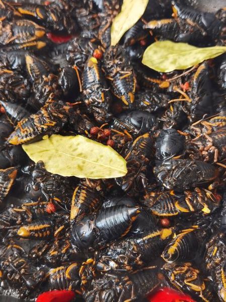 带翅膀的黑知了能吃吗_黑知了营养价值-第1张图片-山城妙识