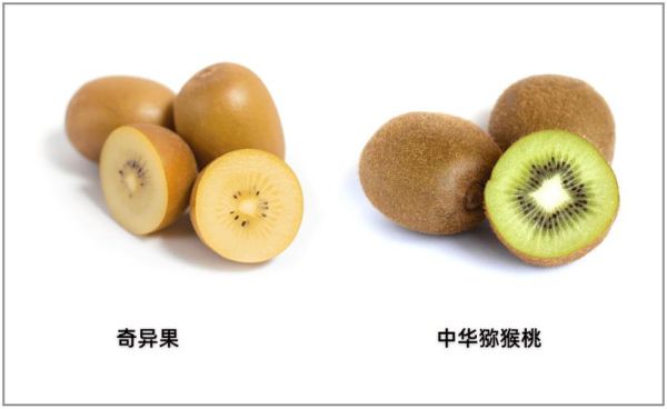 猕猴桃和奇异果的区别_哪个更好吃-第2张图片-山城妙识