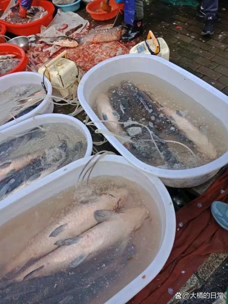 10斤大青鱼多少钱一斤_大青鱼价格行情-第3张图片-山城妙识