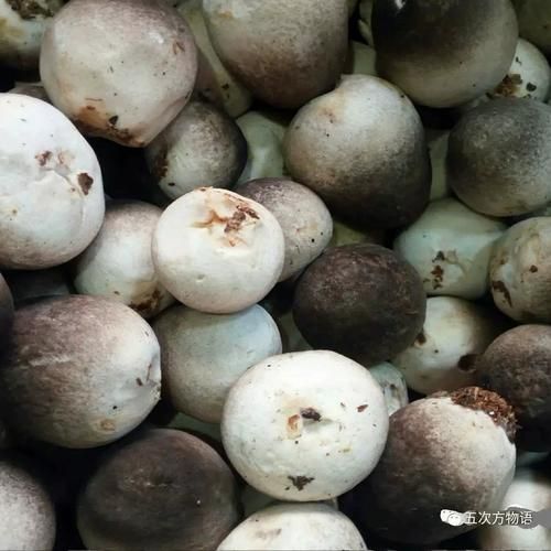 草菇不能和什么一起吃_草菇中毒症状有哪些-第3张图片-山城妙识