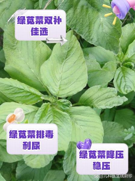 绿苋菜的功效与作用_绿苋菜的禁忌有哪些-第1张图片-山城妙识