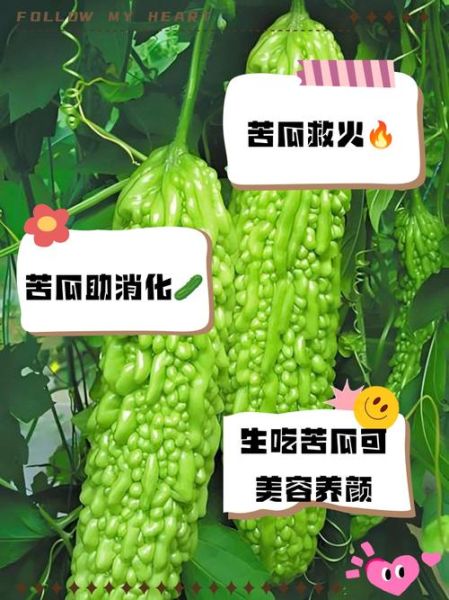 生吃苦瓜能减肥吗_生吃苦瓜的功效与禁忌-第1张图片-山城妙识