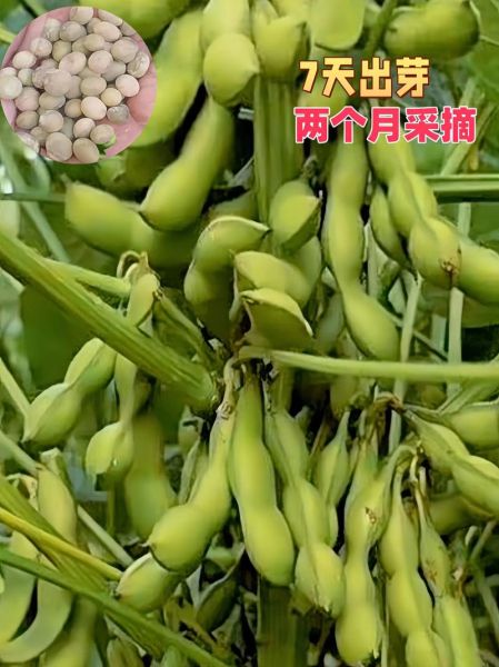 毛豆吃起来脆脆_熟了吗-第2张图片-山城妙识