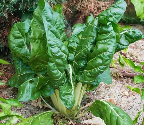 莙达菜哪些人不能吃_莙达菜禁忌人群-第1张图片-山城妙识