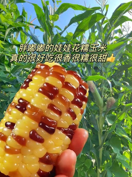 玉米花怎么做_玉米花用哪种玉米-第1张图片-山城妙识 玉米花怎么做_玉米花用哪种玉米-第1张图片-山城妙识