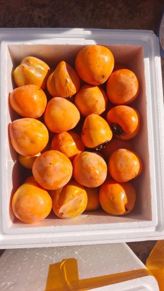 柿子吃多了会得结石吗_吃柿子结石风险真相-第3张图片-山城妙识