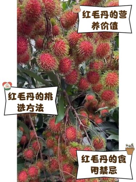 红毛丹上火还是降火_红毛丹吃了会上火吗-第1张图片-山城妙识 红毛丹上火还是降火_红毛丹吃了会上火吗-第1张图片-山城妙识