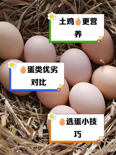 土鸡蛋营养价值及功效_土鸡蛋和普通鸡蛋的区别-第2张图片-山城妙识