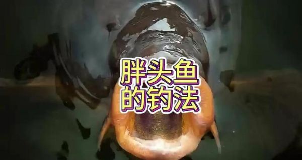 胖头鱼用什么饵料钓_胖头鱼饵料配方大全-第1张图片-山城妙识 胖头鱼用什么饵料钓_胖头鱼饵料配方大全-第1张图片-山城妙识