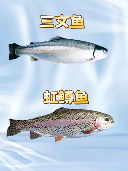 东北大马哈鱼是三文鱼吗_区别与真假辨别-第2张图片-山城妙识 东北大马哈鱼是三文鱼吗_区别与真假辨别-第2张图片-山城妙识