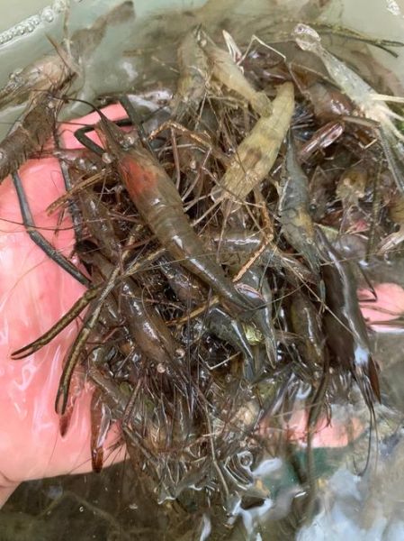 河虾图片怎么拍好看_河虾高清图片哪里下载-第2张图片-山城妙识 河虾图片怎么拍好看_河虾高清图片哪里下载-第2张图片-山城妙识