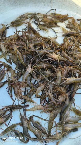 河虾图片怎么拍好看_河虾高清图片哪里下载-第3张图片-山城妙识 河虾图片怎么拍好看_河虾高清图片哪里下载-第3张图片-山城妙识