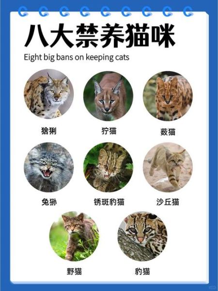 世界十大禁养名猫有哪些_为什么不能养-第3张图片-山城妙识