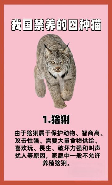 世界十大禁养名猫有哪些_为什么不能养-第1张图片-山城妙识