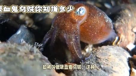 吸血乌贼吃人图片是真的吗_吸血乌贼攻击人类事件真相-第2张图片-山城妙识
