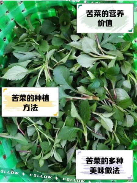 苦菜的种类有哪些图片_苦菜品种识别方法-第1张图片-山城妙识 苦菜的种类有哪些图片_苦菜品种识别方法-第1张图片-山城妙识