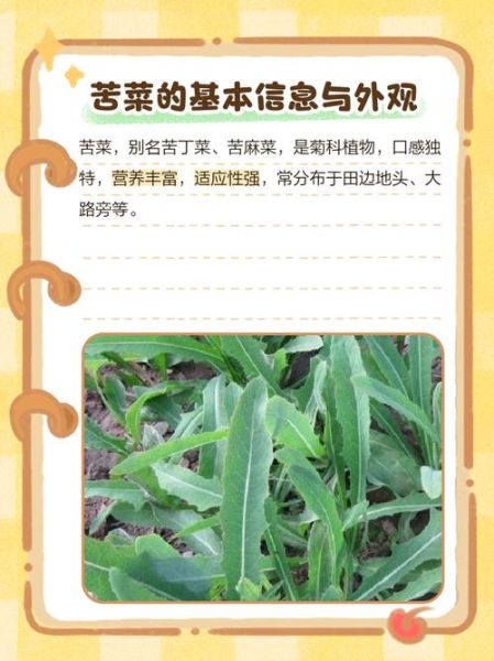 苦菜的种类有哪些图片_苦菜品种识别方法-第3张图片-山城妙识 苦菜的种类有哪些图片_苦菜品种识别方法-第3张图片-山城妙识