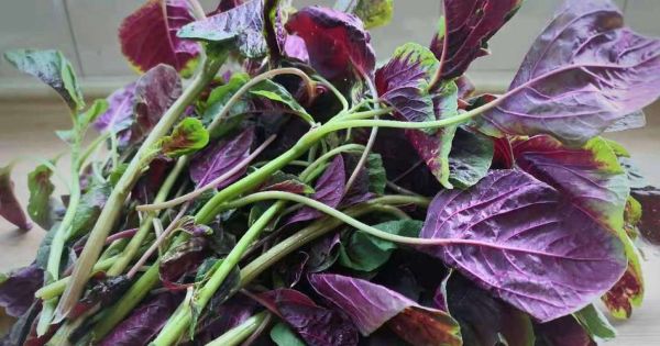 补血最快的三种蔬菜是什么_怎么吃最有效-第3张图片-山城妙识