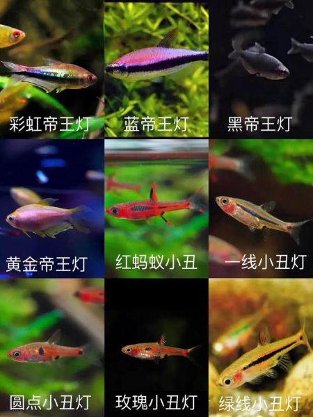 热带鱼种类图片大全_如何区分常见品种-第2张图片-山城妙识