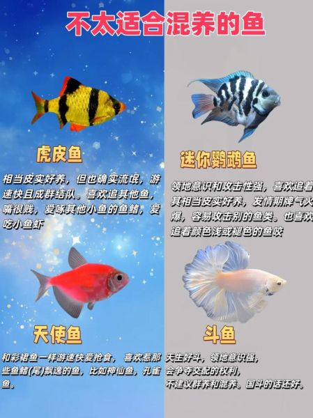 热带鱼种类图片大全_如何区分常见品种-第1张图片-山城妙识