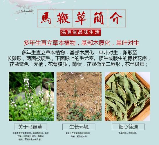 马鞭草的功效与作用_马鞭草怎么泡水喝-第3张图片-山城妙识